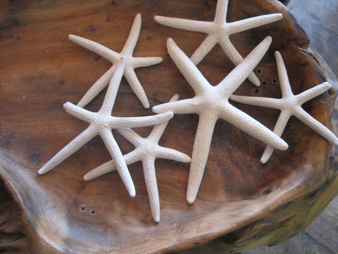 White Starfish Crafter's "seconds" Collection (12 Pcs) - Imperfect ...