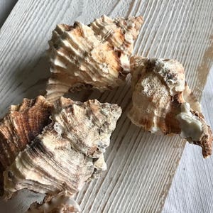 Apple Brown Murex Shells (3) - Murex Shells - Seashells - Seashell ...