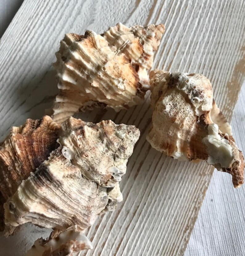 Apple Brown Murex Shells 3 Murex Shells Seashells | Etsy