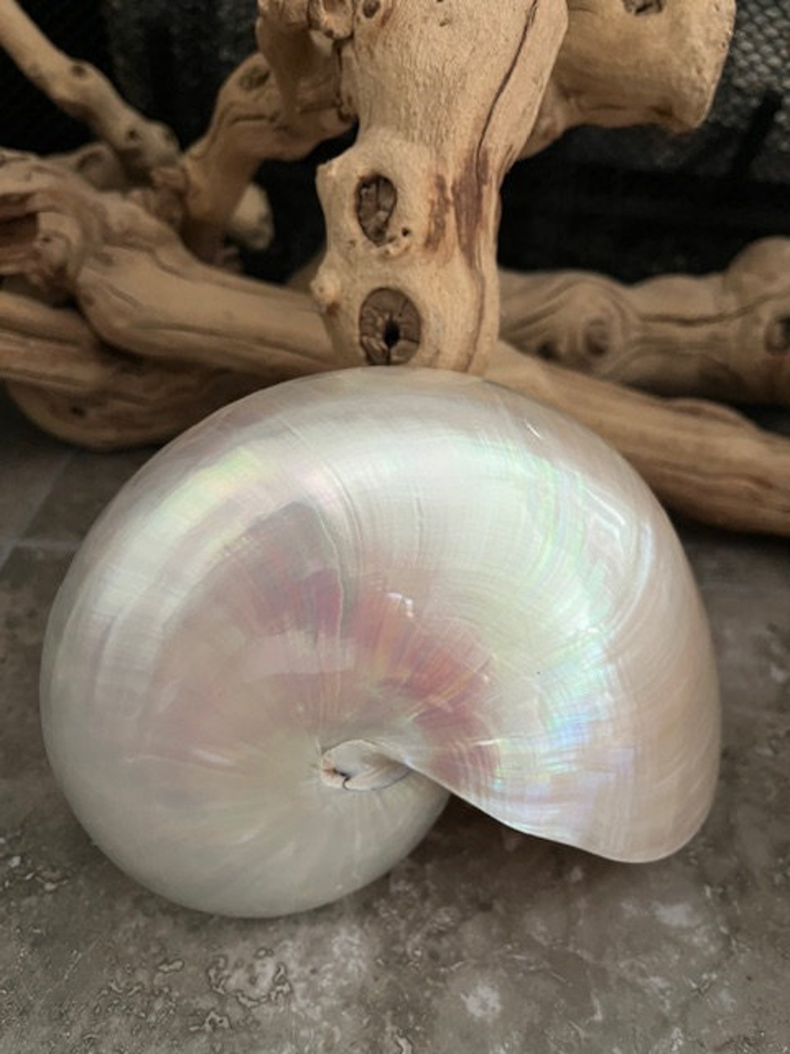 Polished Nautilus Shell Large Nautilus Shell Pearlized Nautilus Coastal ...