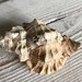 Apple Brown Murex Shells 3 Murex Shells Seashells - Etsy