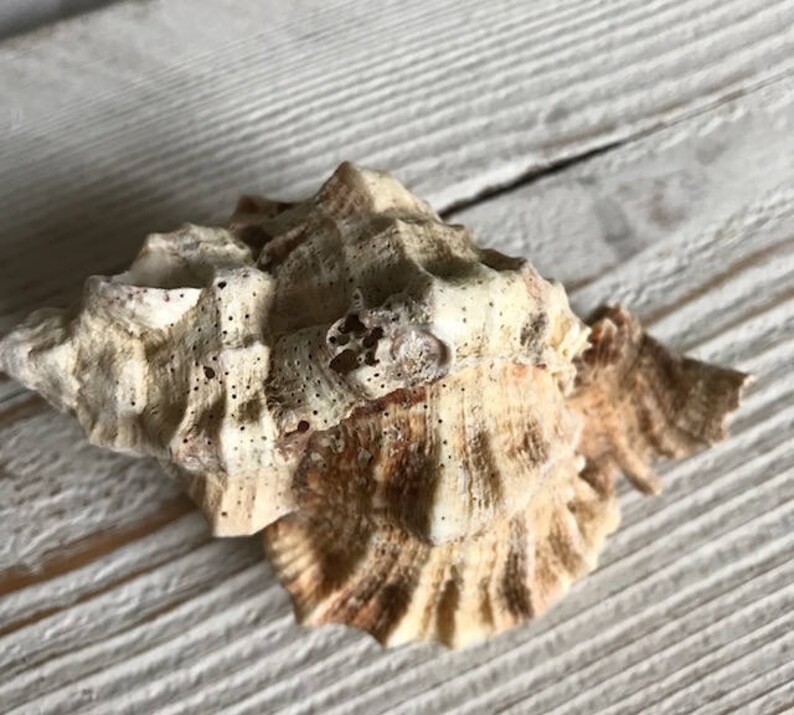 Apple Brown Murex Shells 3 Murex Shells Seashells | Etsy