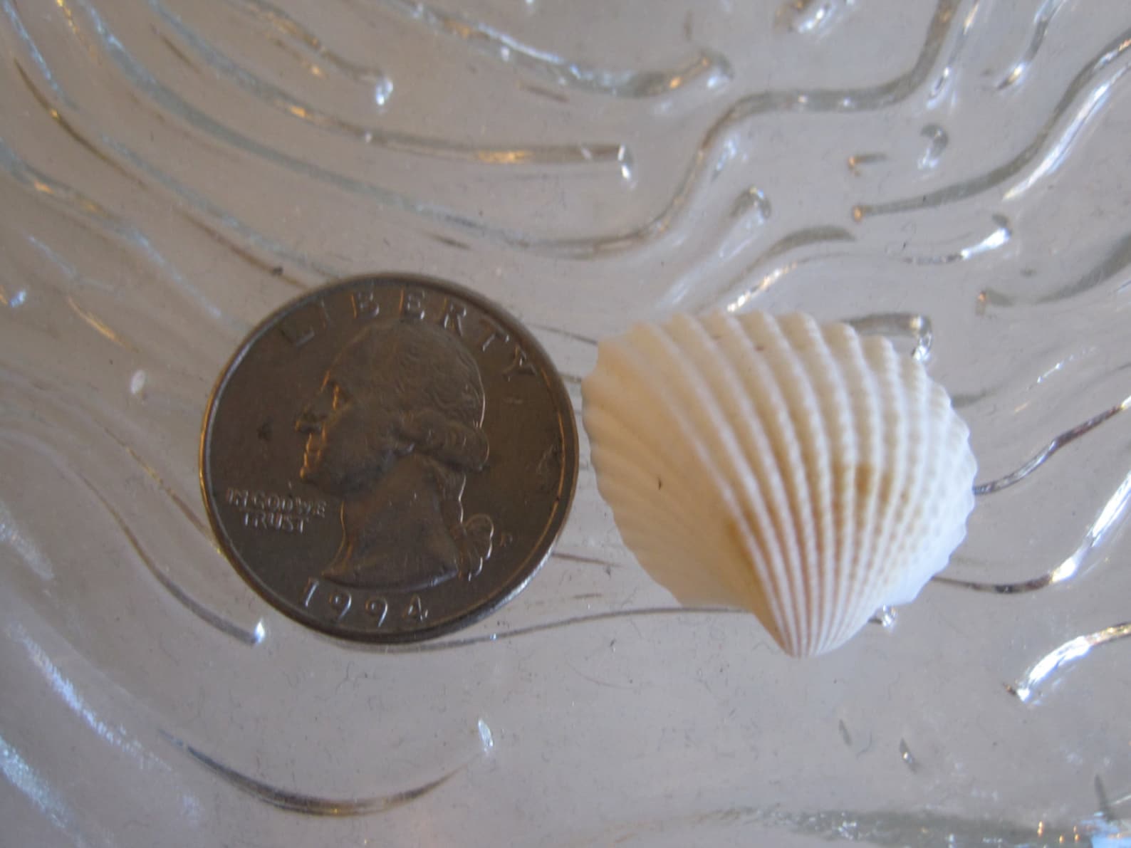 Seashells Small White Ark Shells 25 Seashell Supply | Etsy