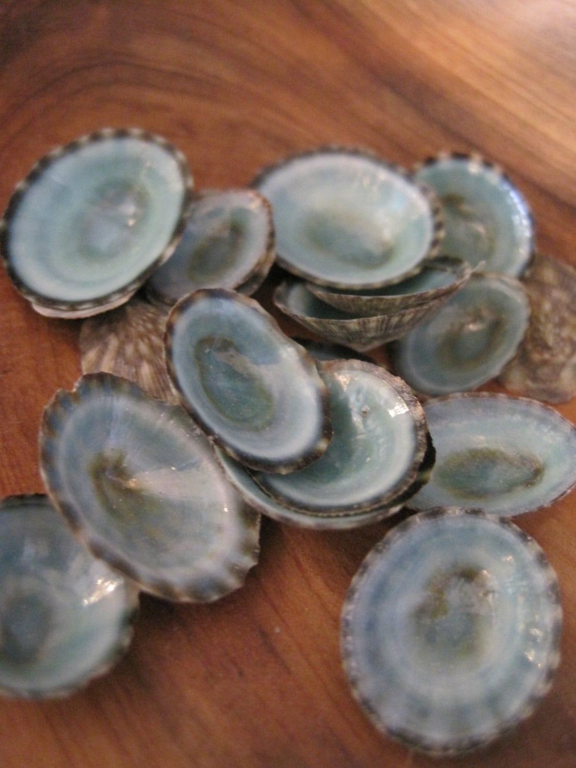 Beach Decor Blue Green Limpet Shells 25 Seashell Supply - Etsy