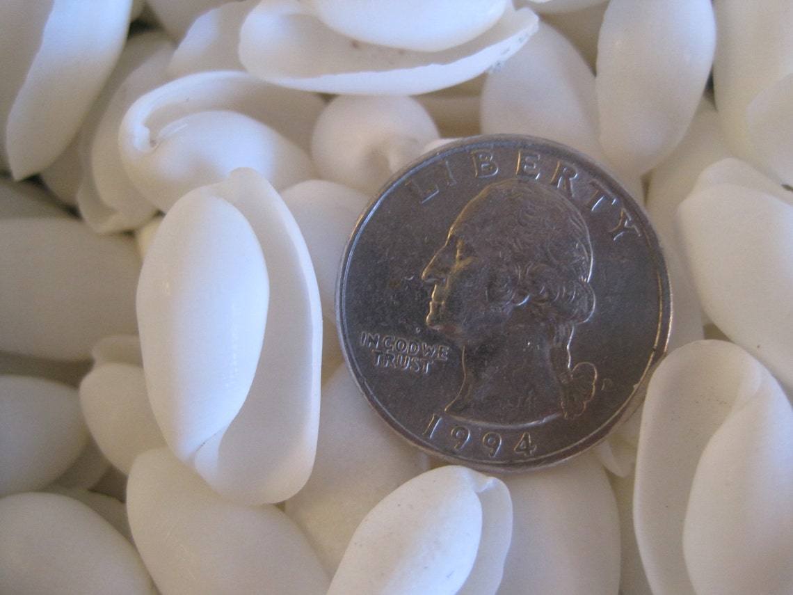 Beach Decor White Bubble Shells 15 Bubble Shell Seashell - Etsy