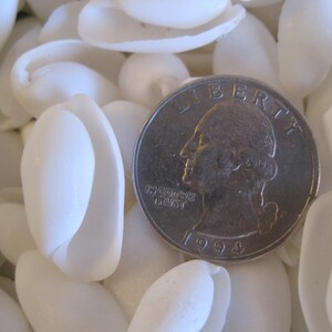 Beach Decor White Bubble Shells (15) - Bubble Shell - Seashell Supply ...
