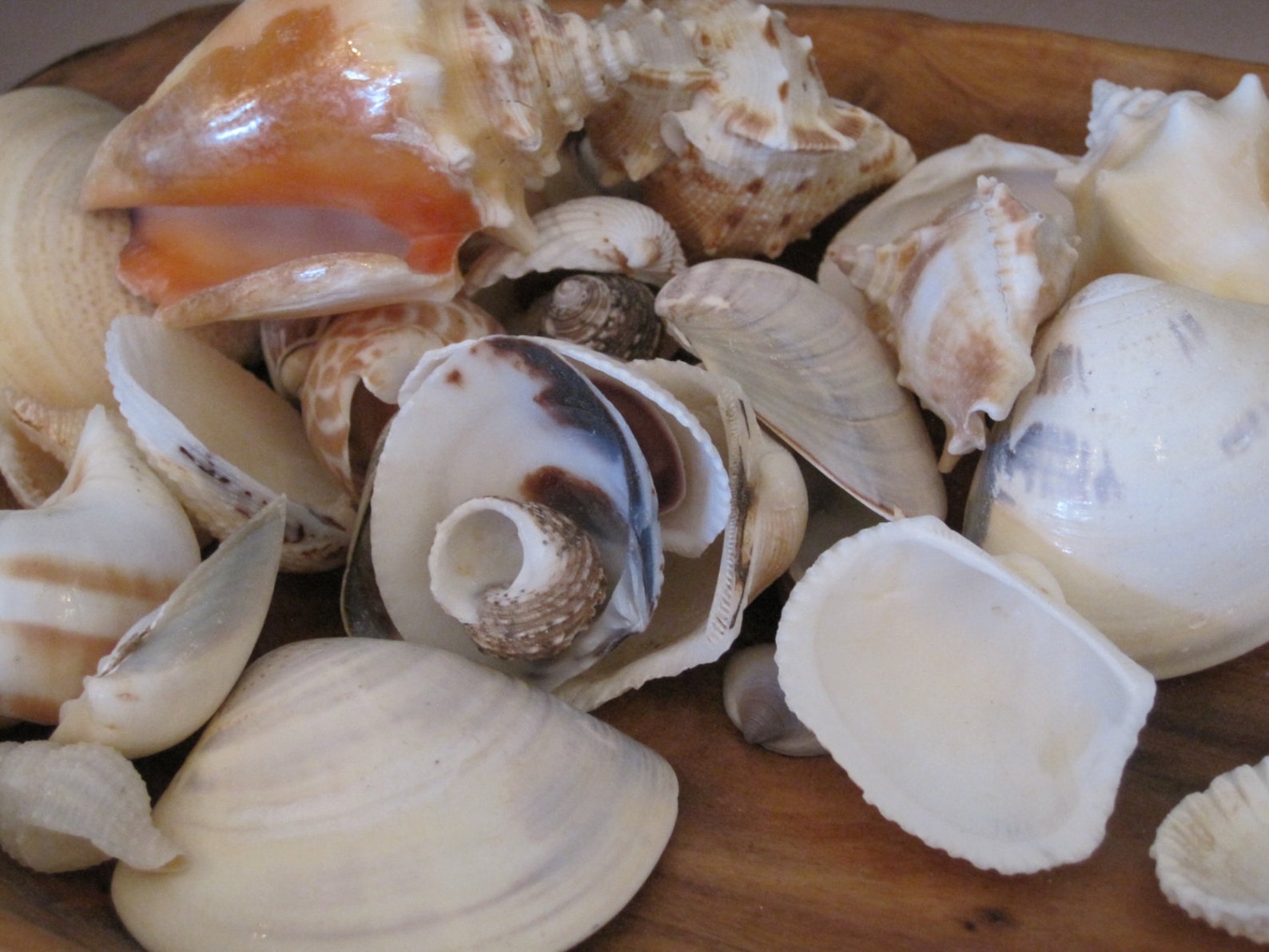 Indian Ocean Beach Mix - Large Size Assorted Shells - Coastal Home ...