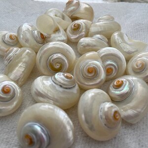Cinnerus Pearl Seashells (6 Pcs) - Turbo Shells - Pearlized Shells ...