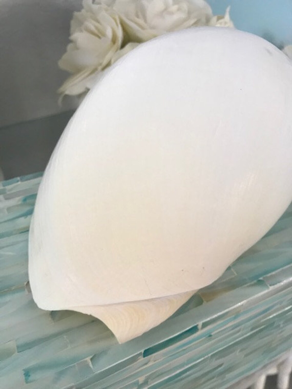 Embellished Polished White Melon Shell with Swarovski Crystals | Etsy