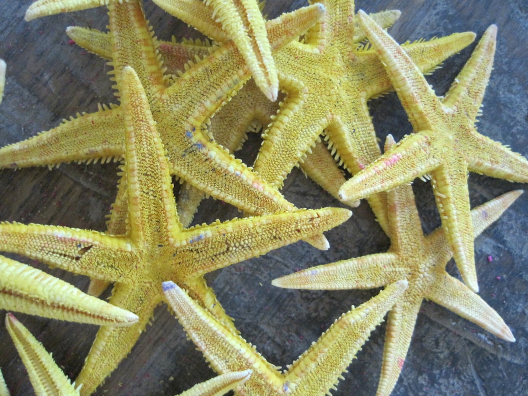Gelb gefärbter Mini-Seestern (20 Stück) - Farbiger Mini-Seestern ...