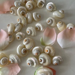 Cinnerus Pearl Seashells (6 Pcs) - Turbo Shells - Pearlized Shells ...