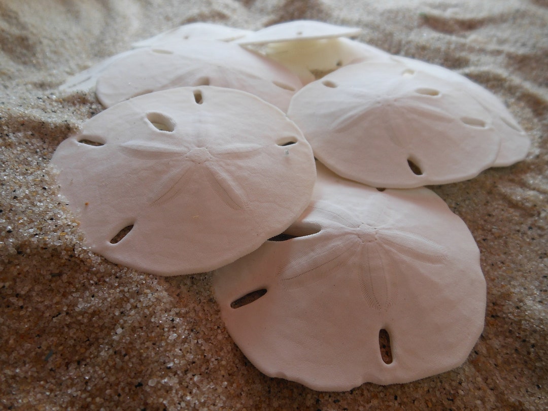 10 Medium Sand Dollars - Mini Sand Dollars - Seashell Supply ...