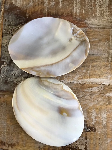 Beach Decor White Pearlized Clam Shell Halves (3) - Polished Clam Shell ...