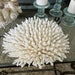 Beach Decor Table Coral Coral Seashells Beach Decor Coastal Home Decor ...