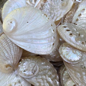 Imperfect Bulk Abalone Shells - Bulk Abalone Shells - Seashell Supply ...