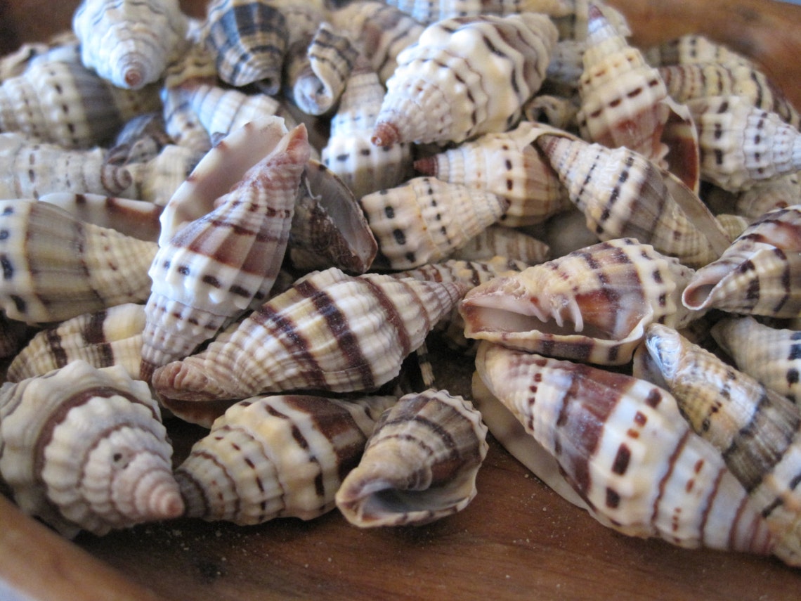 Giant Mitre Seashells (15) - Shells - Seashell Supply - Craft Seashells ...