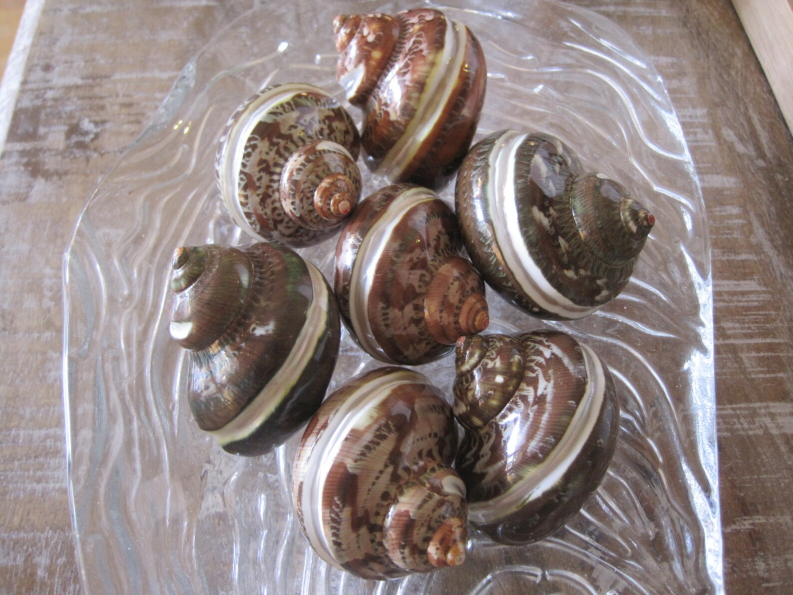 Beach Decor Brown Spotted and Banded Turbos - Seashell Supply ...