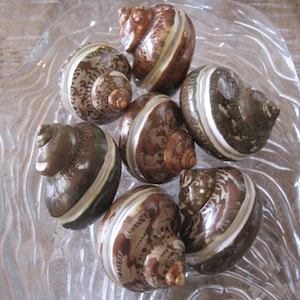 Beach Decor Brown Spotted and Banded Turbos - Seashell Supply ...