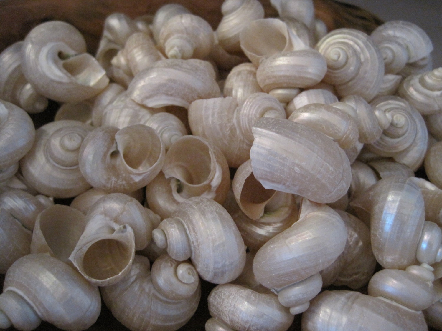 White Pearl Turbo Shells (6 PC) - Craft Shells - Beach Wedding ...