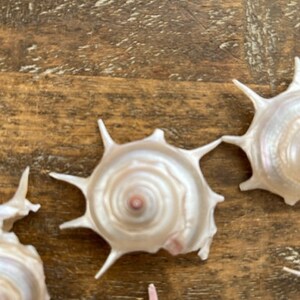 Imperfect Guildfordia Yoka Shell - Specimen Shells - Crafters Seashells ...