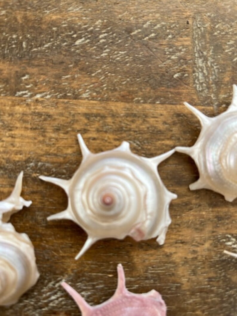 Imperfect Guildfordia Yoka Shell Specimen Shells Crafters - Etsy