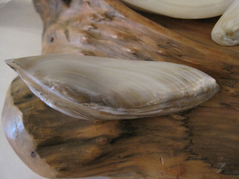 Fresh Water Pearl Twist Shells (3) - Pearlized Clam Shell - Seashell ...