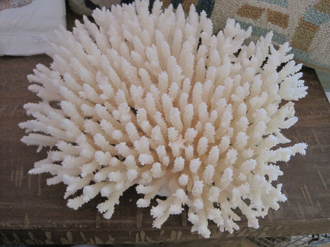 Beach Decor Table Coral - Coral - Seashells- Beach Decor - Coastal Home ...