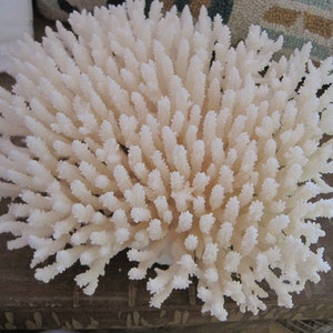 Beach Decor Table Coral - Coral - Seashells- Beach Decor - Coastal Home ...