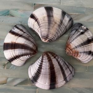 Clam Seashells - Mexican Sunset Striped Clam Shells (10) - Seashell ...
