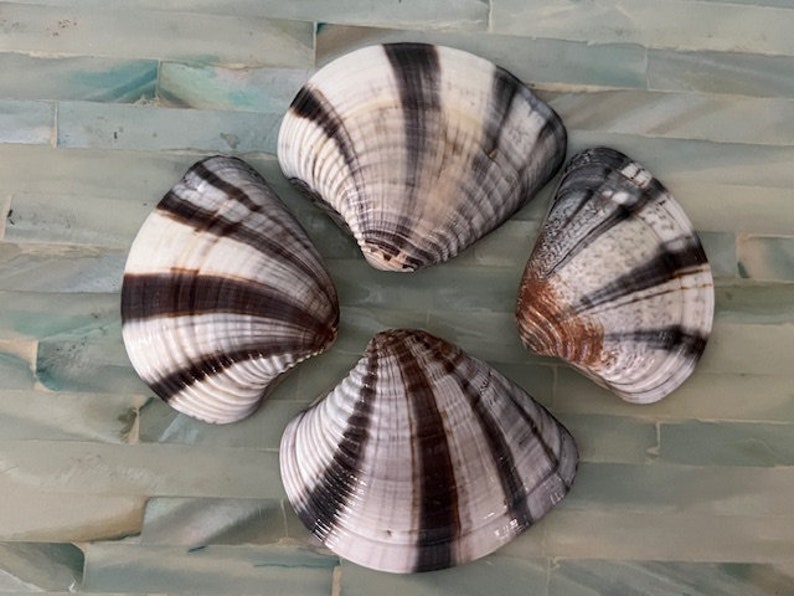 Clam Seashells - Mexican Sunset Striped Clam Shells (10) - Seashell ...