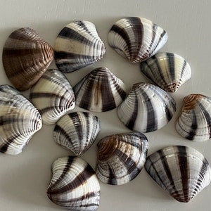 Clam Seashells - Mexican Sunset Striped Clam Shells (10) - Seashell ...