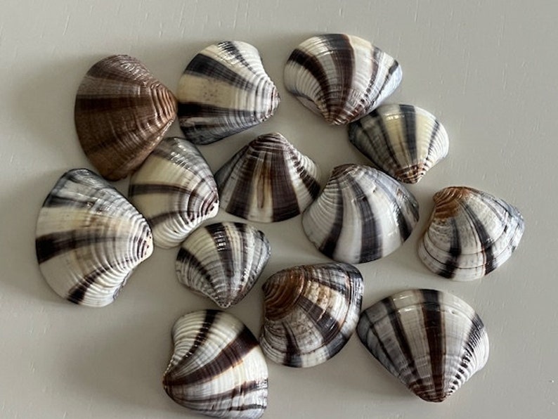 Clam Seashells - Mexican Sunset Striped Clam Shells (10) - Seashell ...