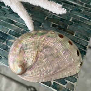 Beach Decor Silver Abalone Shells (3 Pc) - Pearlized Abalone Shells ...