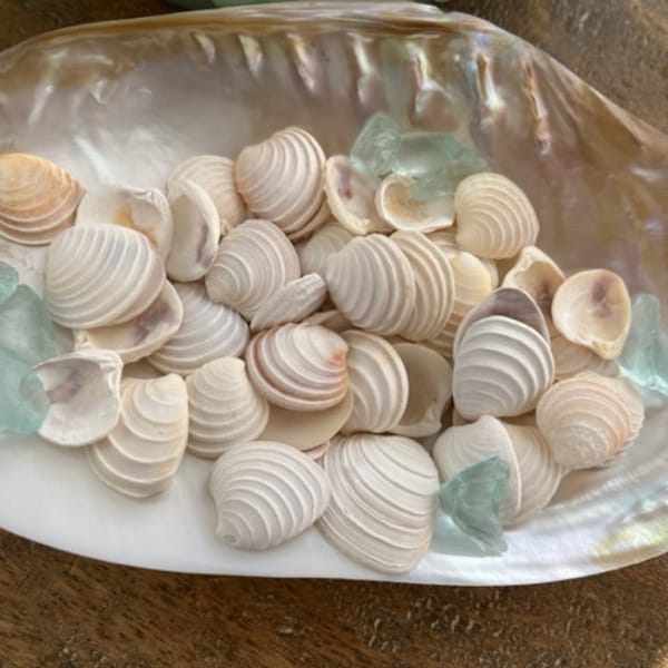 Imperial Venus Clam Shells - Etsy