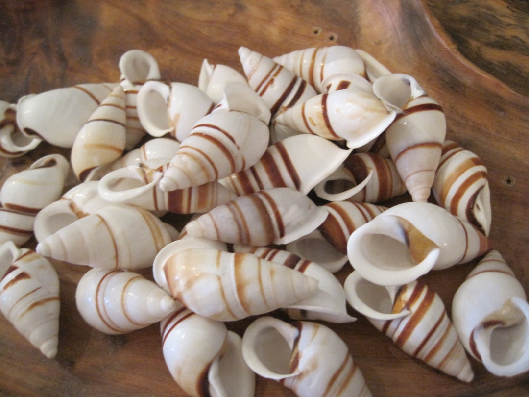 Beach Decor White With Brown Stripe Tree Snail Shells 12 Hel ...