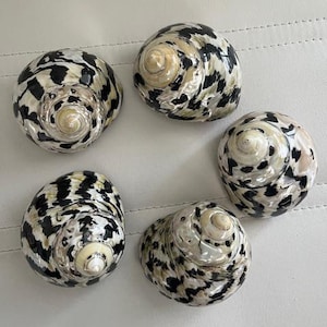 XL Magpie Turbo Shell (1 Pc)- Hermit Crab Shell - Large Opening Sizes ...