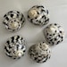 XL Magpie Turbo Shell (1 Pc)- Hermit Crab Shell - Large Opening Sizes ...