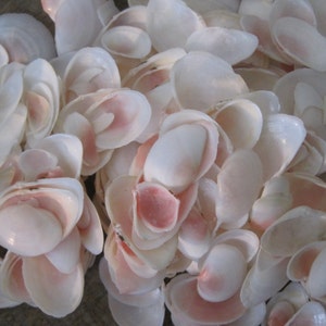 Pink Tellin Shells 1 Cup Craft Shells Beach Wedding Nautical Decor ...