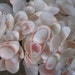 Pink Tellin Shells 1 Cup Craft Shells Beach Wedding Nautical Decor ...