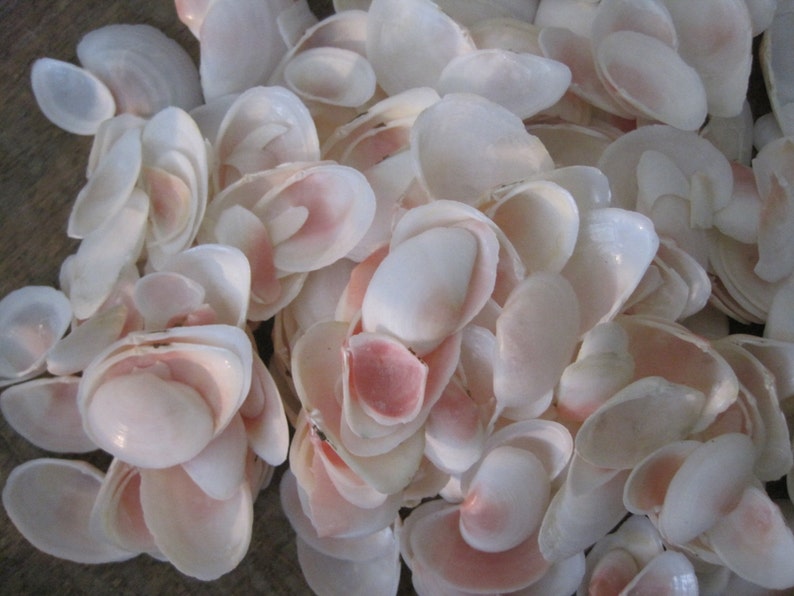 Pink Tellin Shells 1 Cup Craft Shells Beach Wedding | Etsy