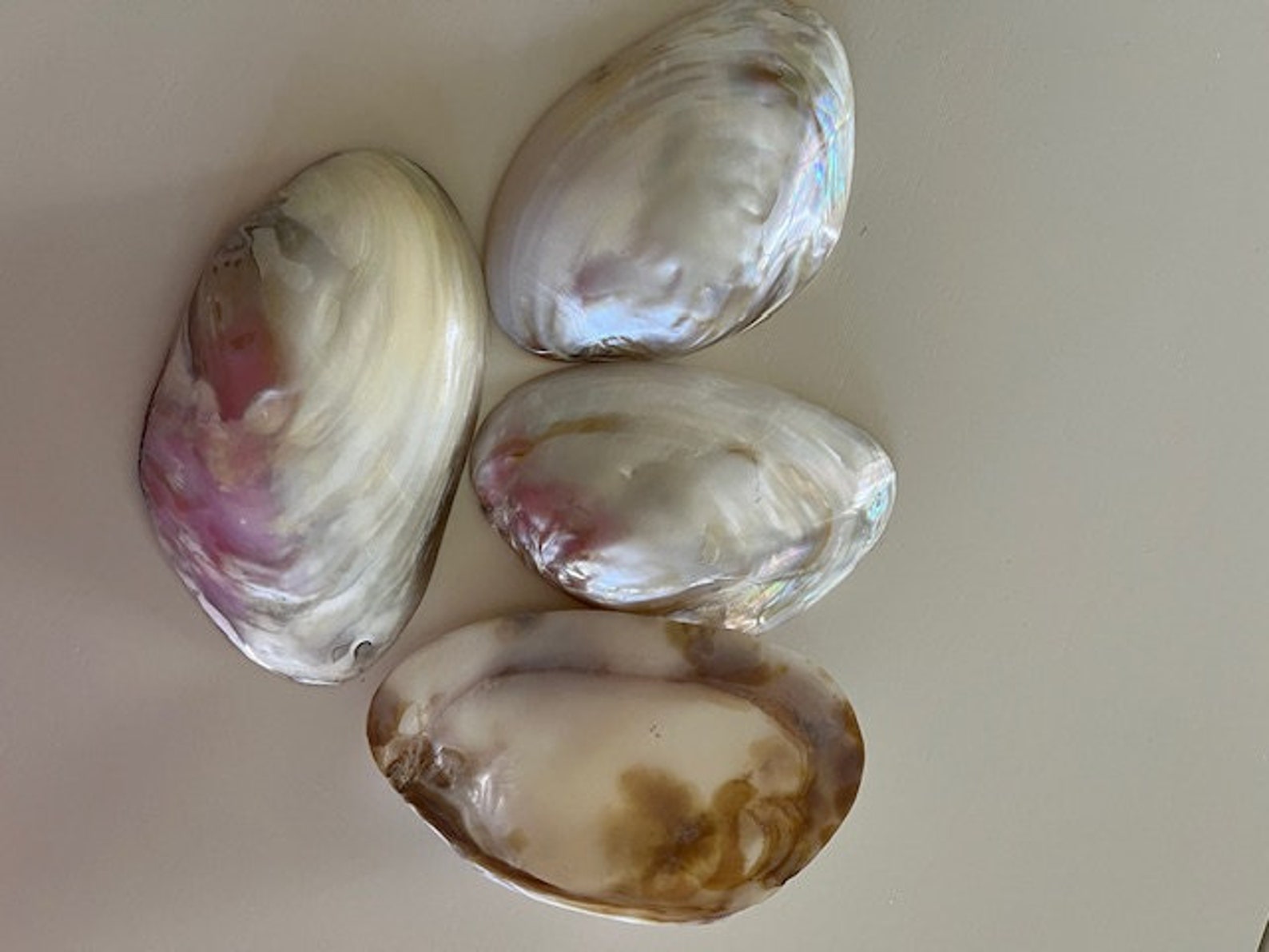 Beach Decor White Pearlized Clam Shell Halves 3 Pcs Polished Clam ...