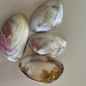 Beach Decor White Pearlized Clam Shell Halves (3 Pcs) - Polished Clam ...