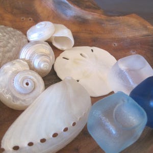 White Shell Wedding Sampler Collection - Natural Seashells - Shells ...