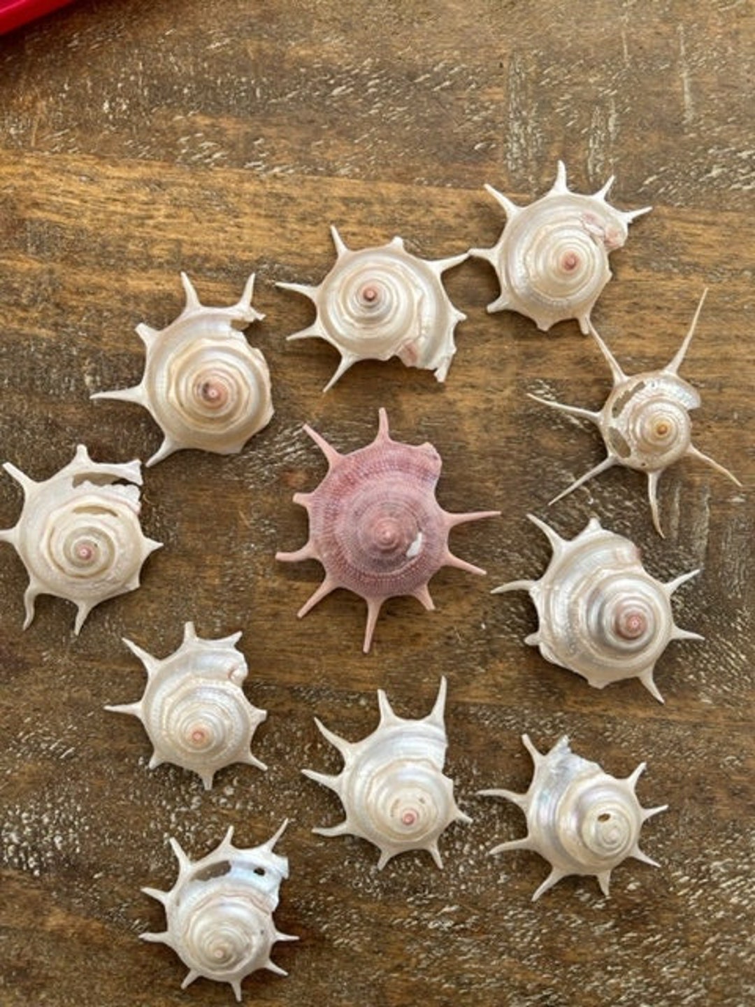 Imperfect Guildfordia Yoka Shell - Specimen Shells - Crafters Seashells ...