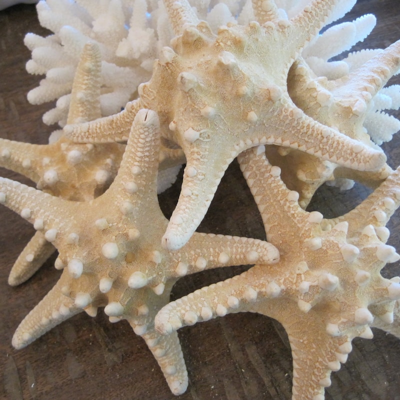 Starfish Decor - Etsy