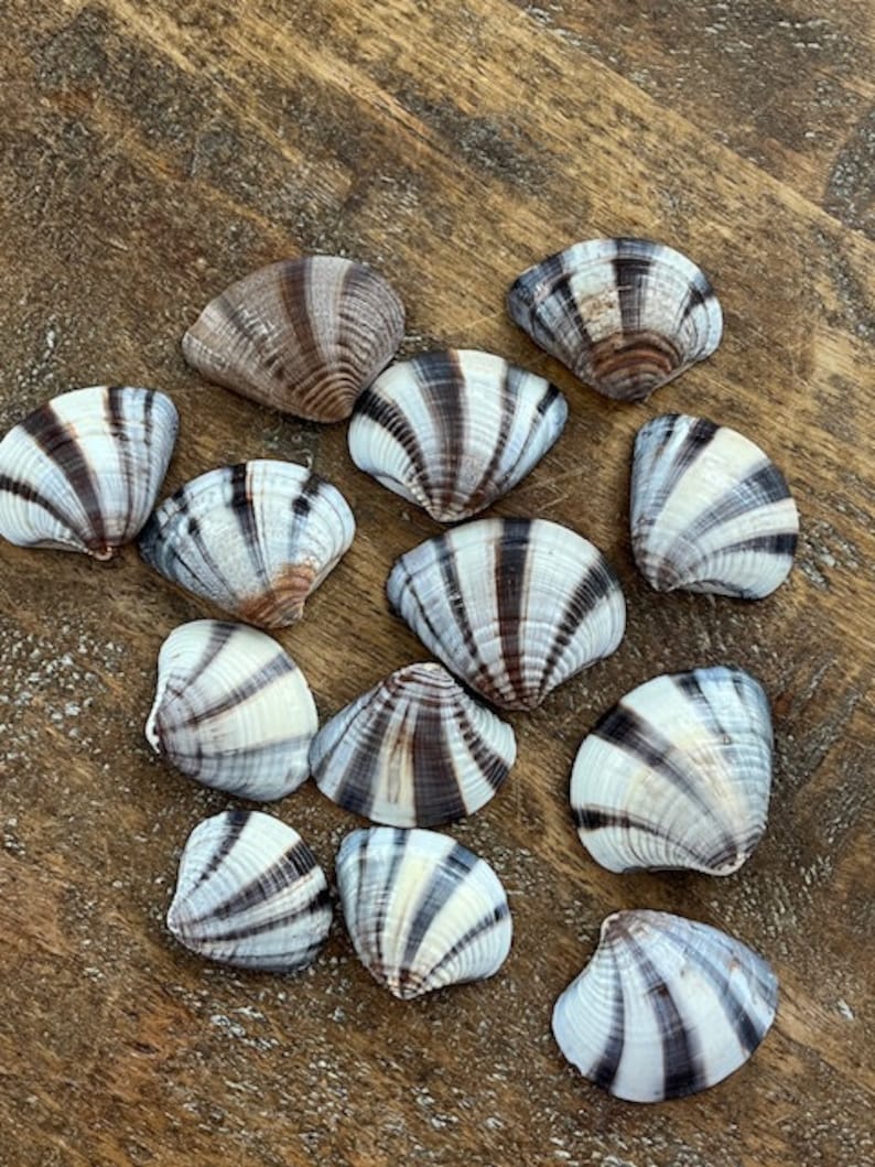 Clam Seashells - Mexican Sunset Striped Clam Shells (10) - Seashell ...