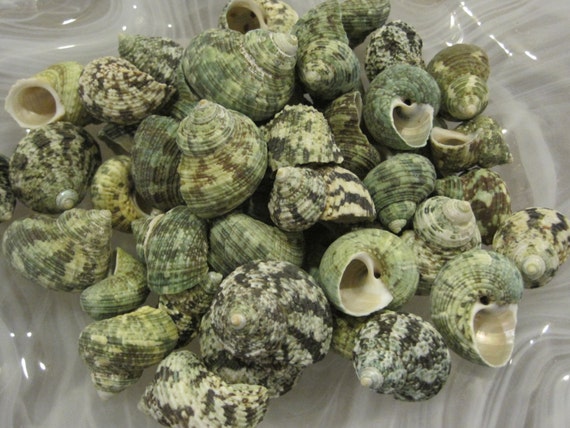 Beach Decor Green Turbo Shells 10 Pcs Coastal Home Decor - Etsy