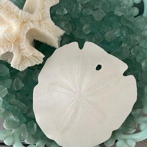 Sand Dollars - Large Arrowhead Sand Dollars (10) - Beach Decor ...
