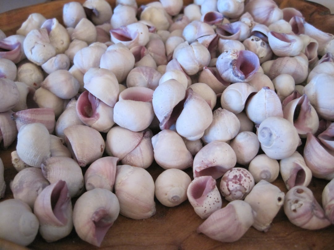 Cebu Beauty Shells ( 25 ) - Coastal Home Decor - Seashells - Seashell ...