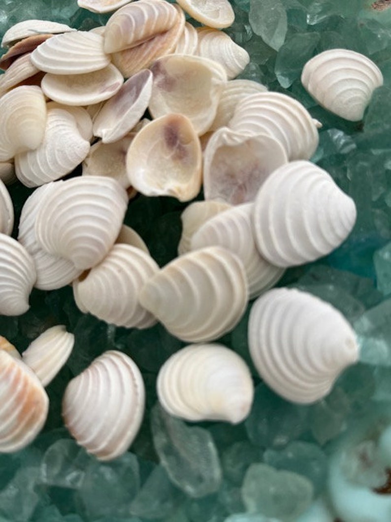 Wedding Cake Seashells (1/2 Cup) - Venus Clam Shells - Seashell Crafts ...